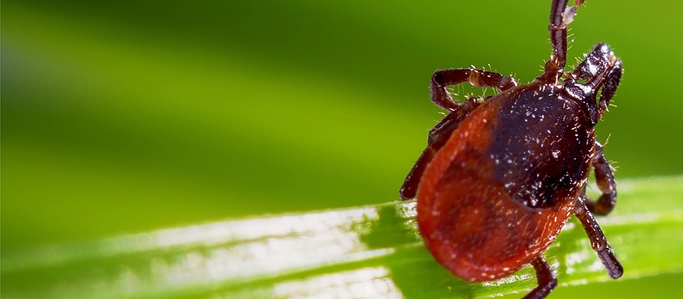 2025 Tick and Mosquito Surge: What It Means for Your Backyard | Guardian Termite & Pest Control